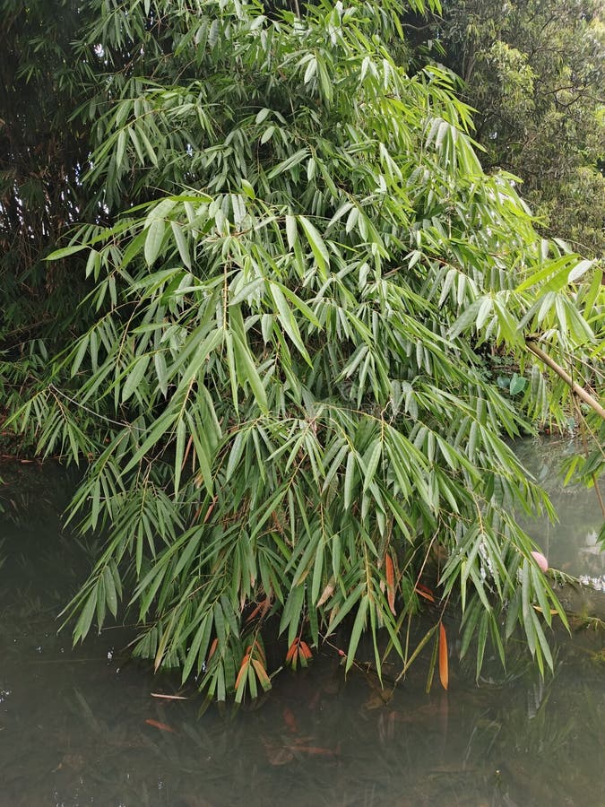 Bamboo and swamp stock photo. Image of vegetation, swamp - 373442082