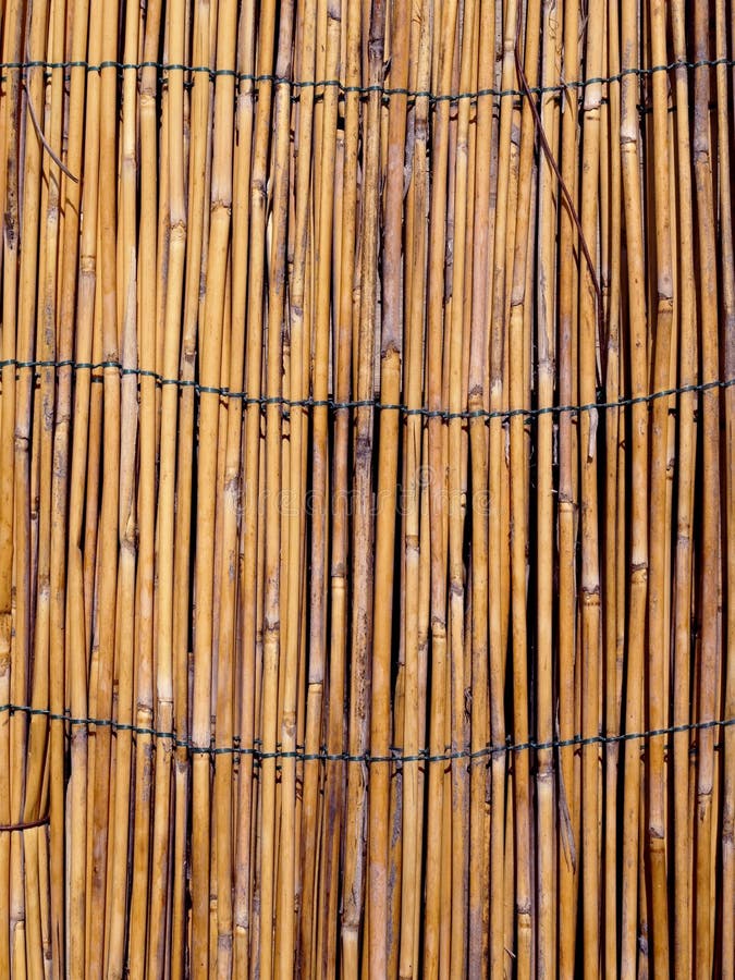 Bamboo texture stock photo. Image of stalks, botanical - 6685302