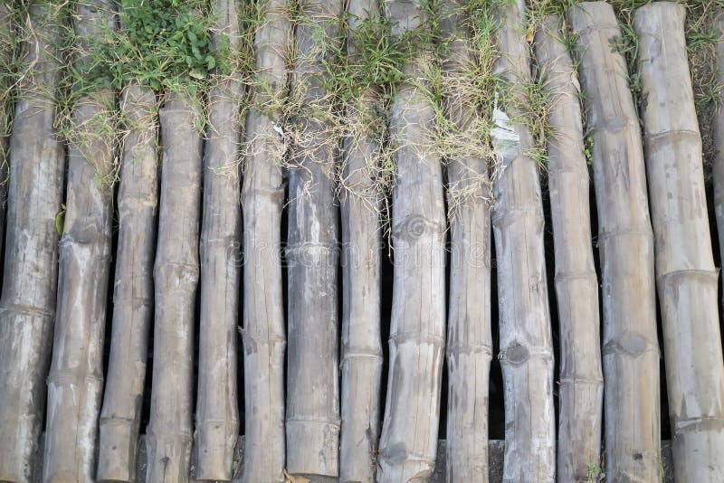 Bamboo Texture Background Arranged with Grass for Bridge Stock Image ...