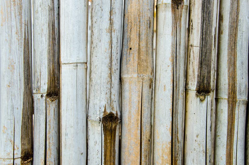 Old Pale Yellow Bamboo Texture Background Stock Photos - Free & Royalty ...