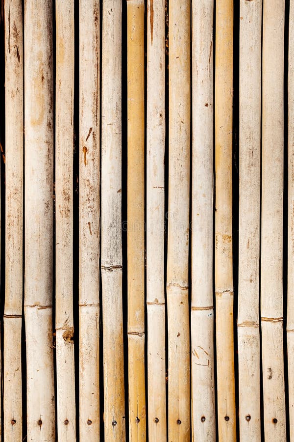 Bamboo texture stock image. Image of tree, abstract, striped - 54883775