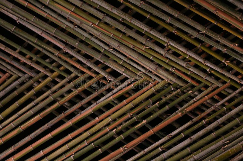 Bamboo Stems of Different Thicknesses. Bamboo Stems Out of Focus in the ...