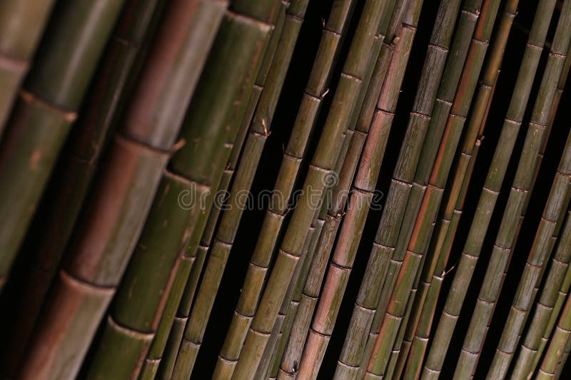 Bamboo Stems of Different Thicknesses. Bamboo Stems Out of Focus in the ...