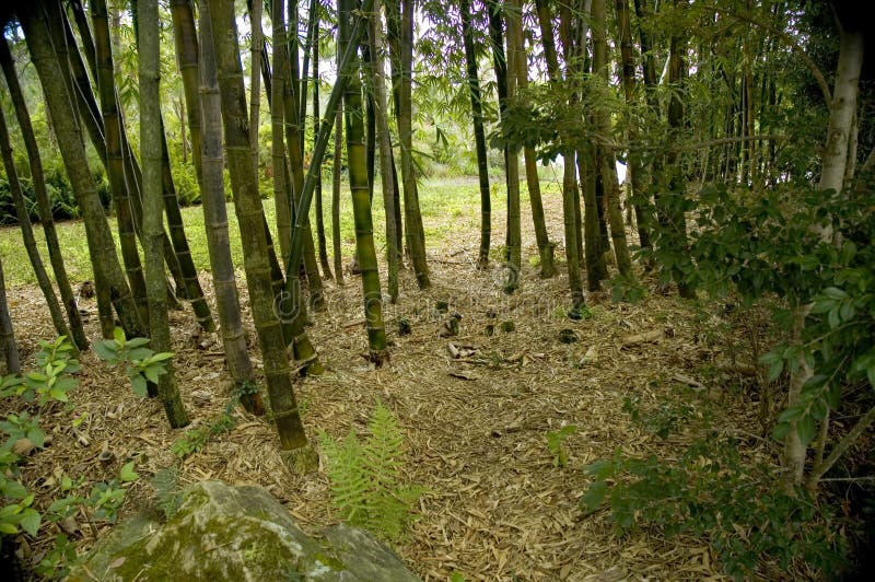 Bamboo thicket. stock photo. Image of forest, inside, luck - 790096