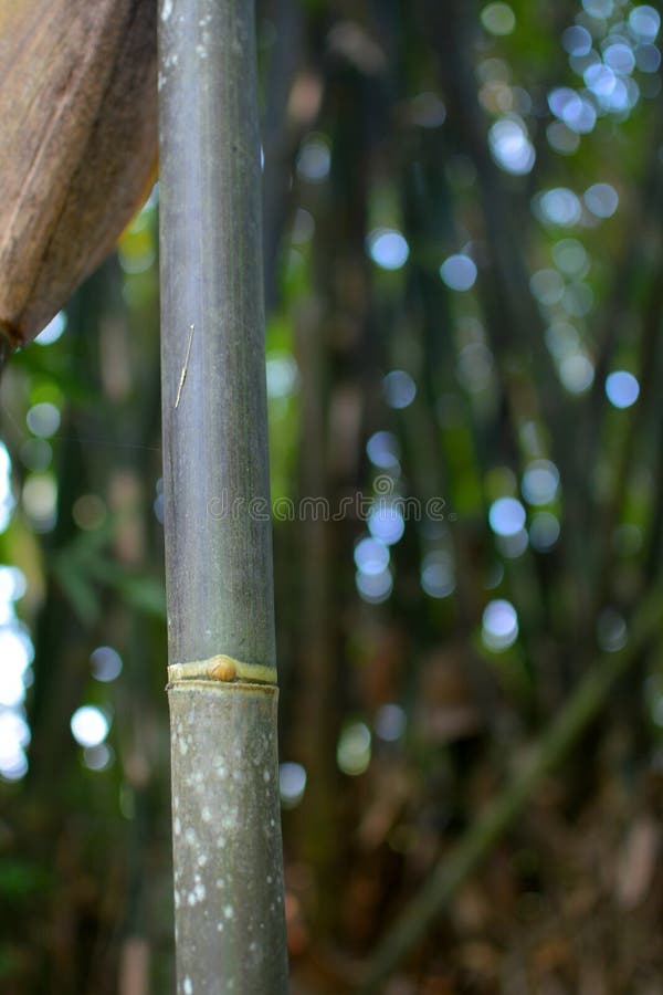 Bamboo Thrives in the River Stock Photo - Image of yellow, tree: 225766560