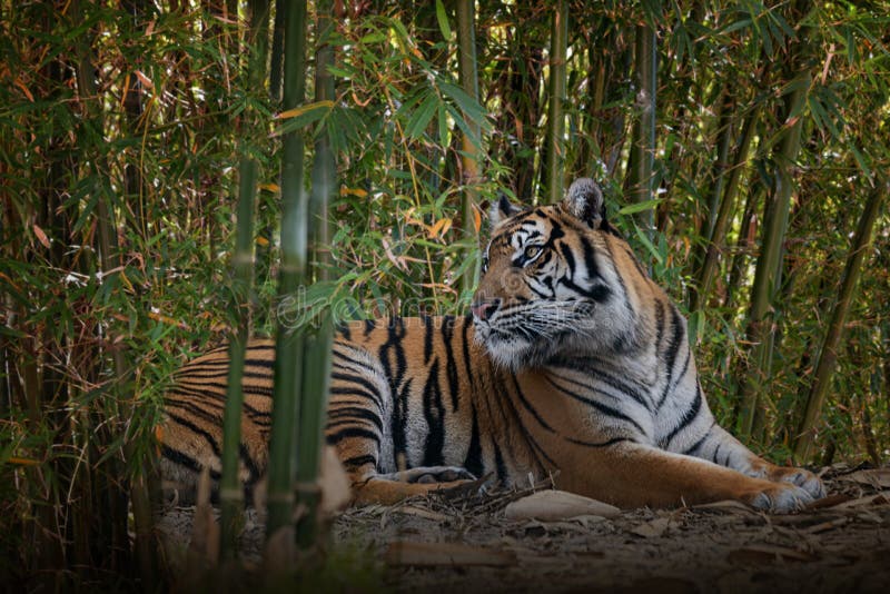 Bamboo Tiger_A stock photo. Image of orange, mammal - 187691814