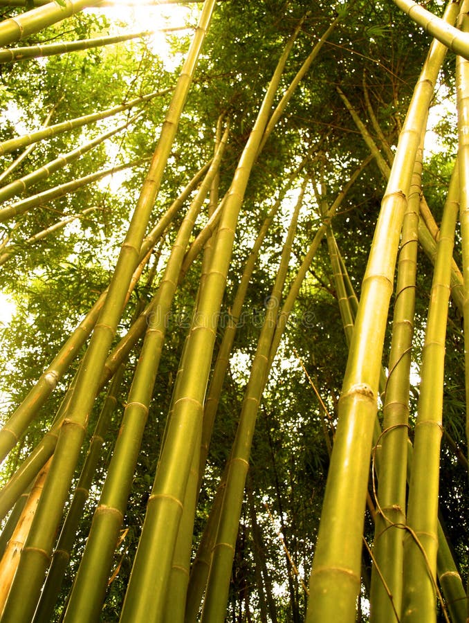 Bamboo tree 3 stock photo. Image of kyoto, shadow, nature - 1083794