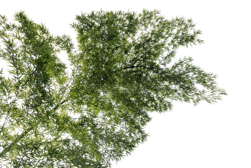 Top View of Trees stock photo. Image of bush, growth - 41153804