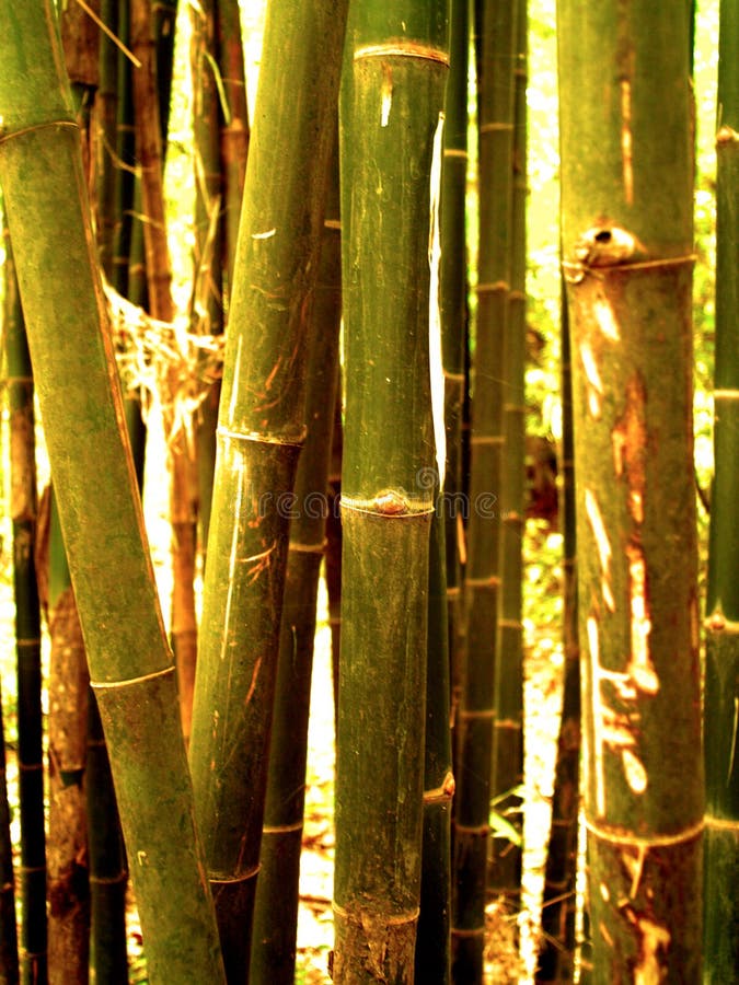 Bamboo tree stock photo. Image of greenery, bamboo, nice - 1083714