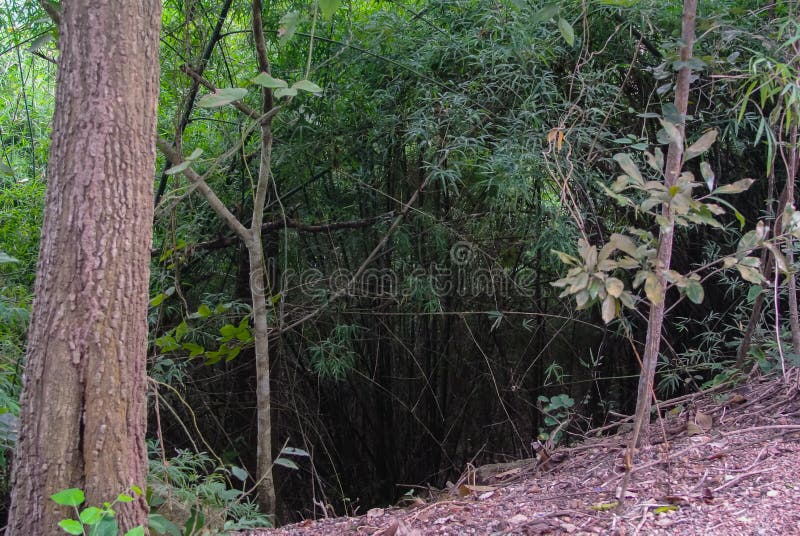 Bamboo tree at the abyss stock photo. Image of field - 155896276