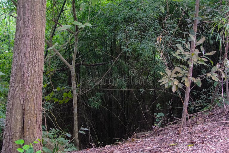 Bamboo tree at the abyss stock photo. Image of field - 155896276