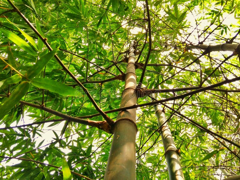 Bamboo tree stock image. Image of village, bomboos, bamboo - 72083609