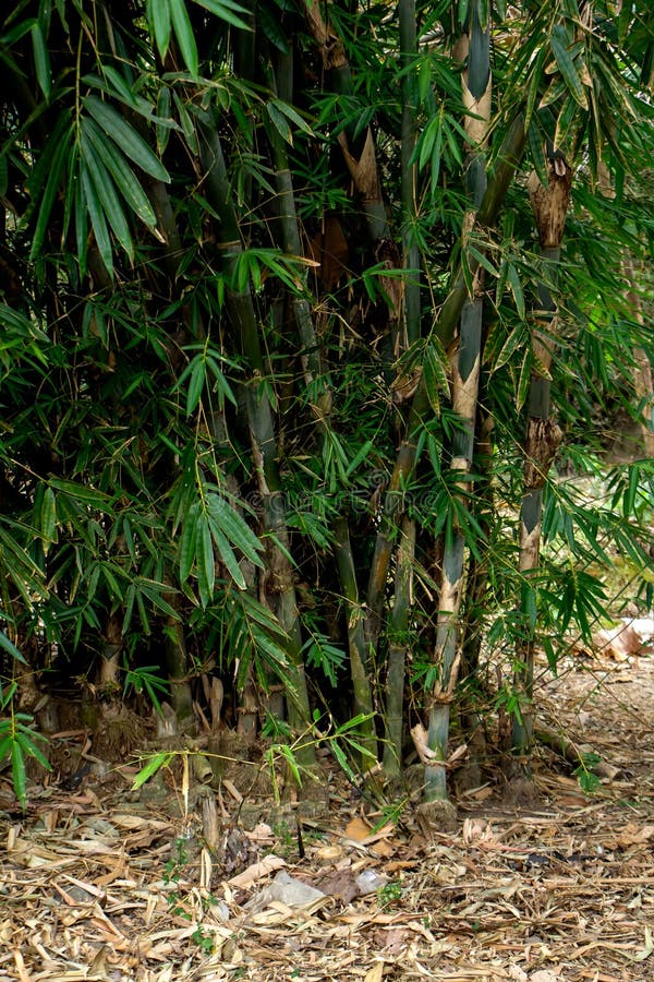 Bamboo tree. bamboo stock photo. Image of japan, green - 255624994
