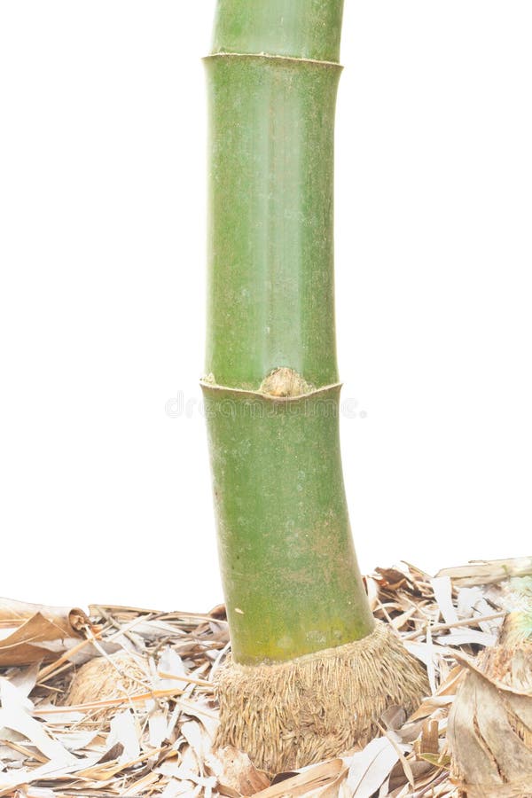 Closeup of Green Pineapple Texture Stock Photo - Image of macro ...