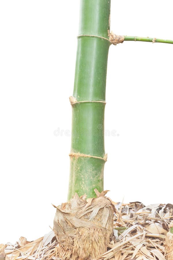 Closeup of Green Pineapple Texture Stock Photo - Image of macro ...