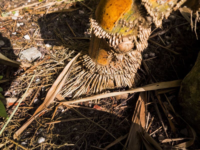 Bamboo Tree Base Trunk with Roots Coming Up from the Ground Stock Image ...