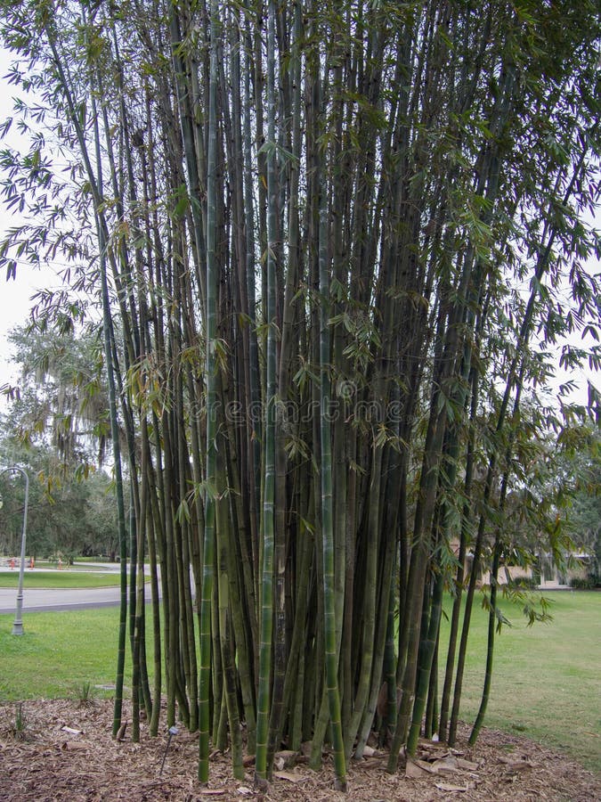 Bamboo tree with leaves stock image. Image of nature - 25428257