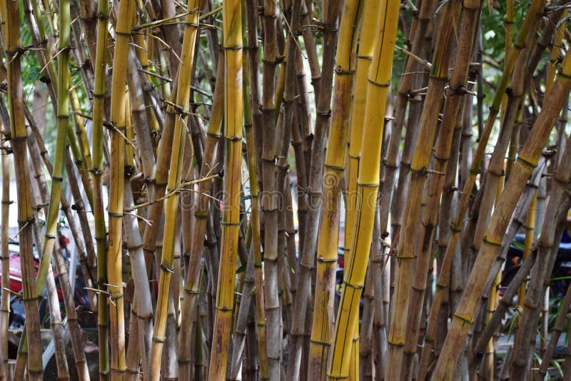 Bamboo Tree Bunch in Forest Stock Image - Image of forest, tree: 184168817