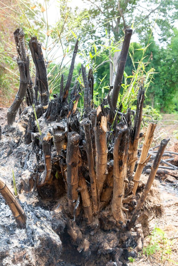 Bamboo Tree Burns, but only the Stump, Stock Photo - Image of texture ...