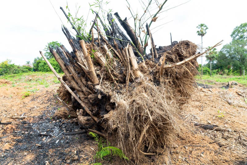 Bamboo Tree Burns, but only the Stump, Stock Image - Image of organic ...