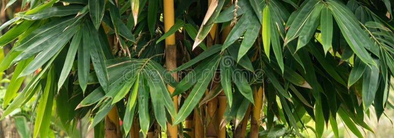 Bamboo Tree Bush and Leaves Horizontal Photograph Stock Photo - Image ...