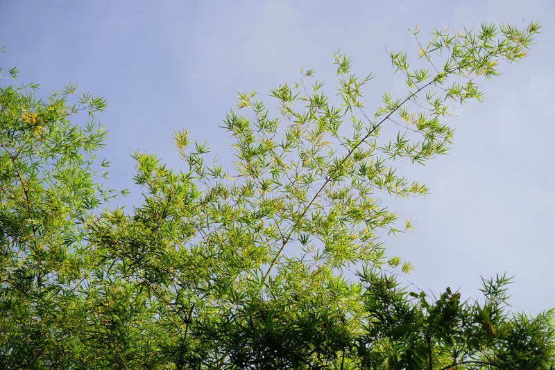 Bamboo Tree Canopy with Sky Background Stock Photo - Image of ...