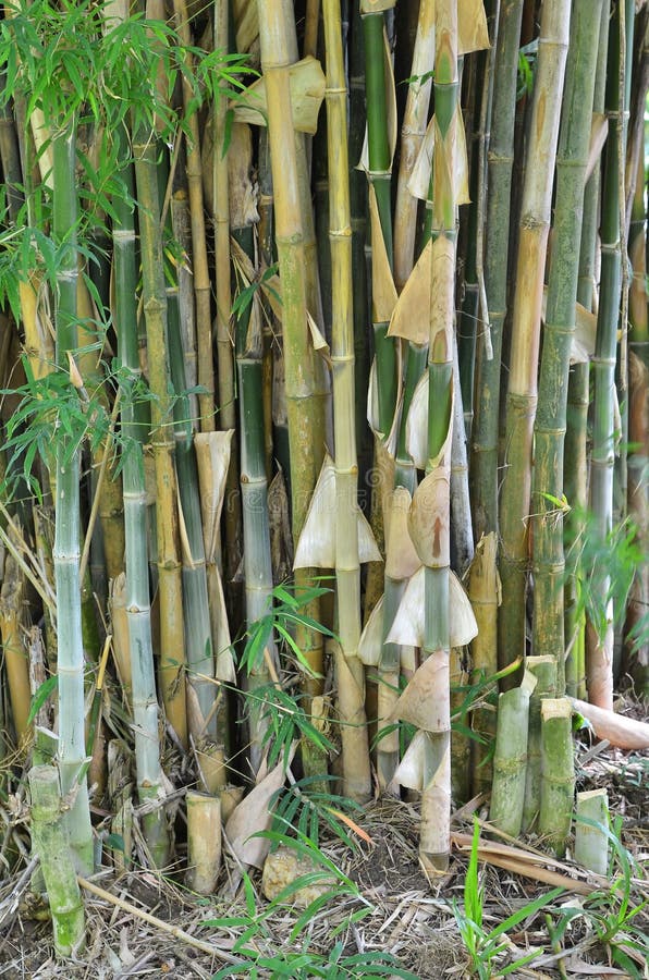 Bamboo tree. stock photo. Image of plant, bamboo, tropical - 42457672