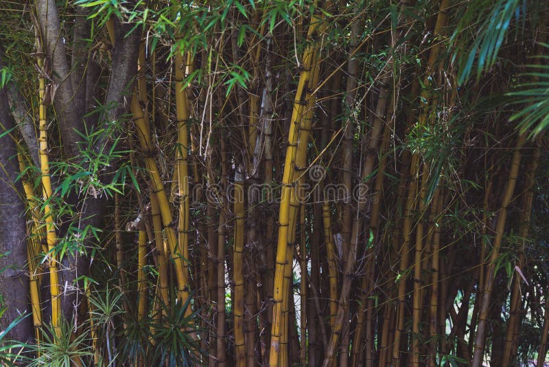 Bamboo Tree with Dark Yellow Trunk Stock Image - Image of outdoor ...