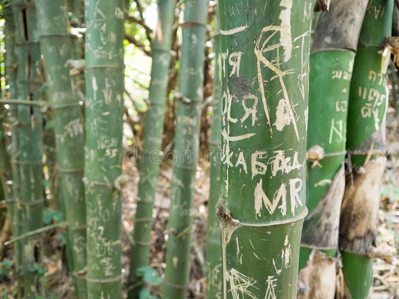 Bamboo Tree with Drawing and Writing. Stock Photo - Image of dirty ...