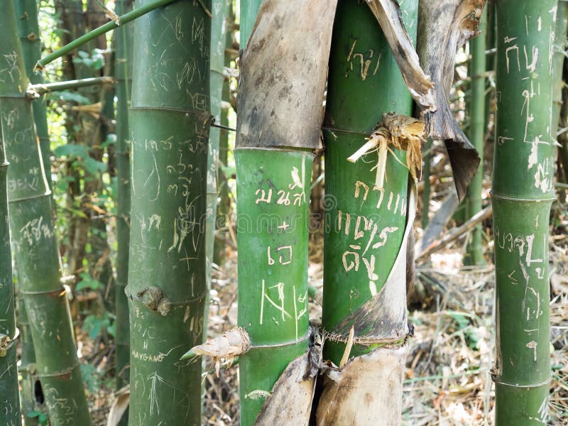 Bamboo Tree with Drawing and Writing. Stock Photo - Image of concept ...