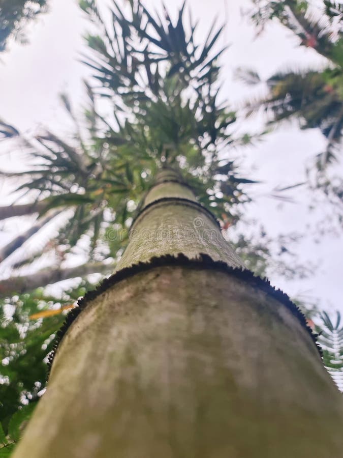 Bamboo tree dynamic shoot stock image. Image of outdoor - 376046289