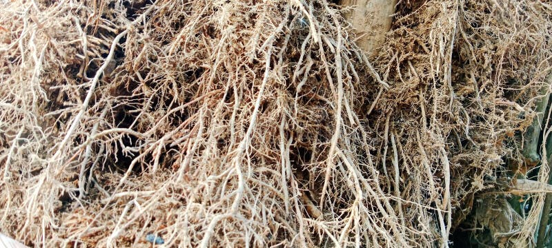 Bamboo Tree Fibrous Roots Behind the House Stock Photo - Image of ...