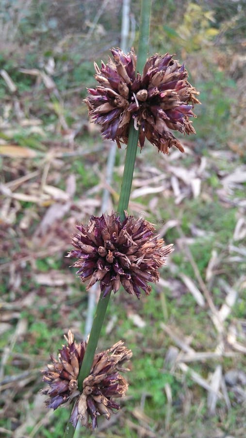 Bamboo Tree Flower Brown Flower Stock Photo - Image of flower, flowers ...