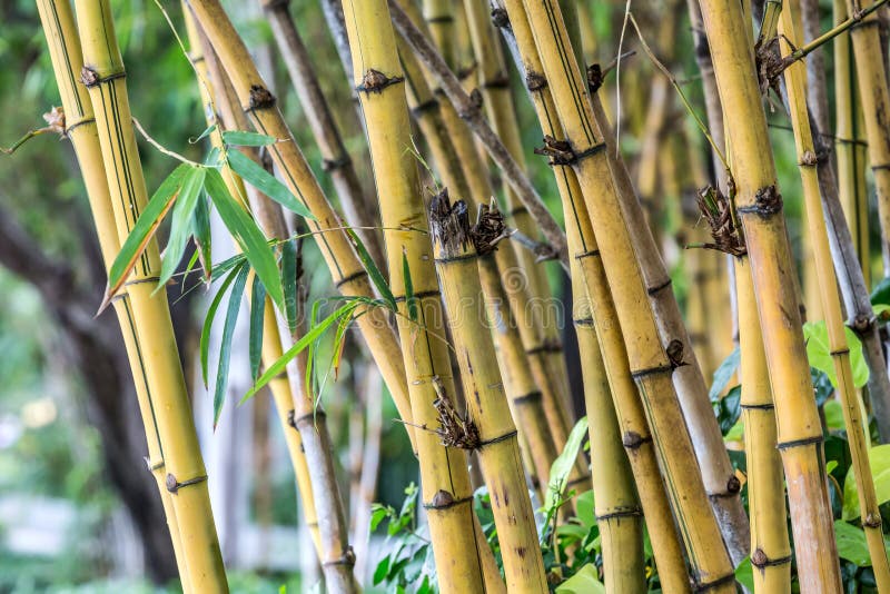 Bamboo tree stock photo. Image of asia, plant, culture - 35545836