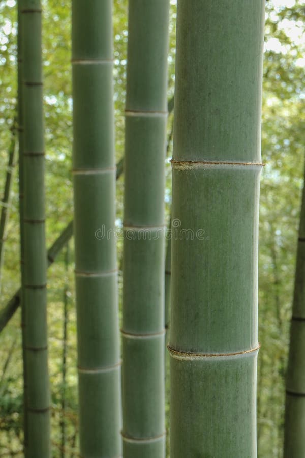 Bamboo tree stock image. Image of japan, forest, branch - 87827035