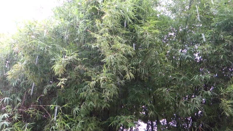 Bamboo blowing in a field stock footage. Video of native - 255107692
