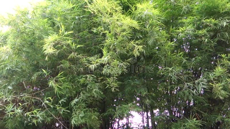 Bamboo Tree Forest Blowing in the Wind and Rain Storm. Abstract ...