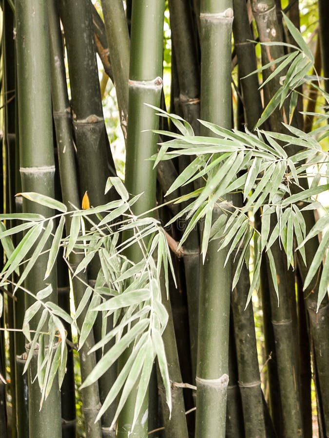 Bamboo tree stock photo. Image of wood, natural, plants - 54741034