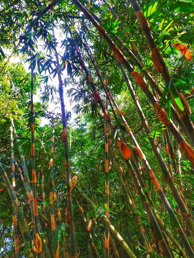 Bamboo tree grow up. stock photo. Image of branch, garden - 202232536