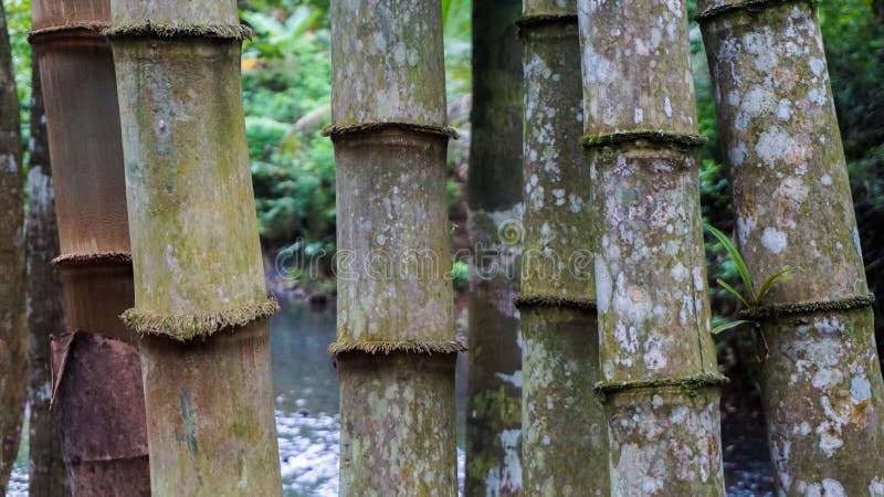 Bamboo Tree that Grows on the River Bank Stock Image - Image of river ...