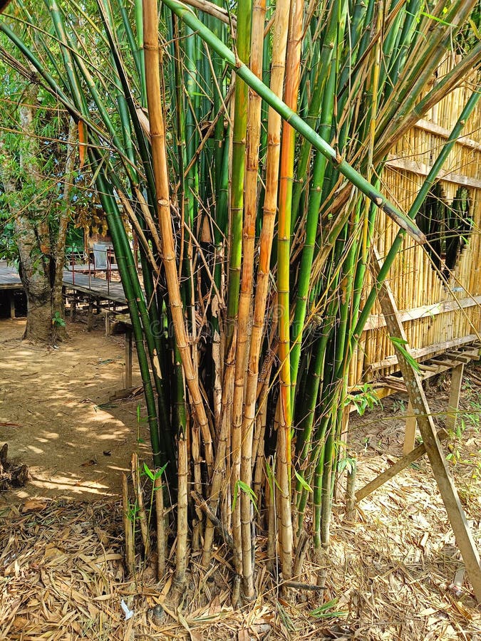 Bamboo Tree in Indonesia Country Stock Image - Image of bamboo, country ...