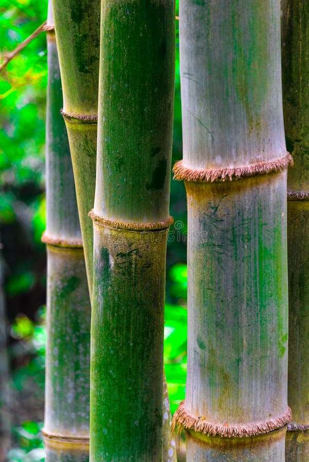 Bamboo tree 3 stock photo. Image of kyoto, shadow, nature - 1083794