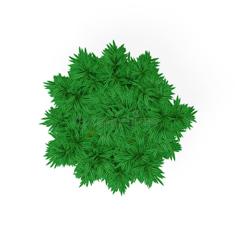 Bamboo Tree. Isolated on White Background. Top View. Stock Vector ...