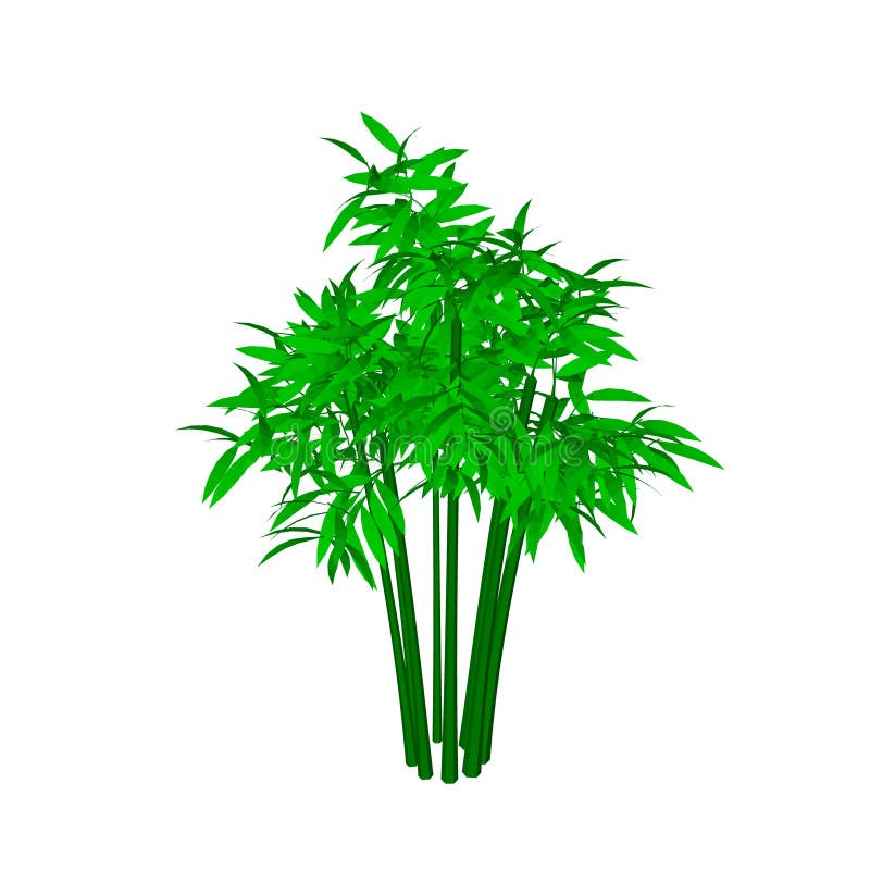 Bamboo Tree. Isolated on White Background. Top View. Stock Vector ...