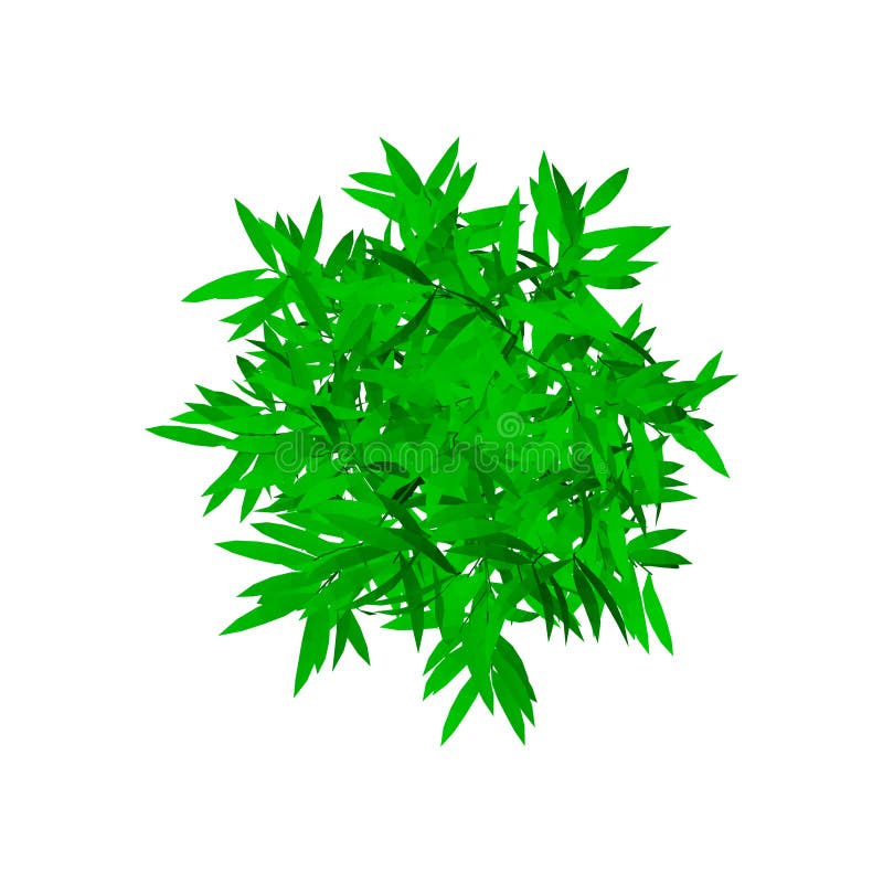 Bamboo Top View Stock Illustrations – 1,089 Bamboo Top View Stock ...