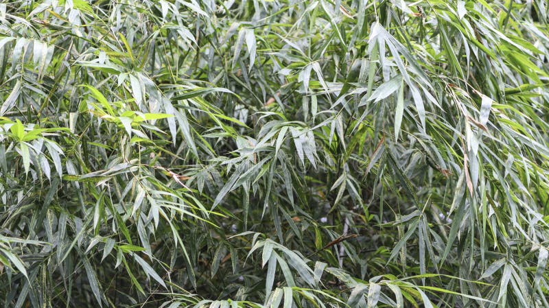 Bamboo Tree and Its Evergreen Leaves Stock Photo - Image of branch ...