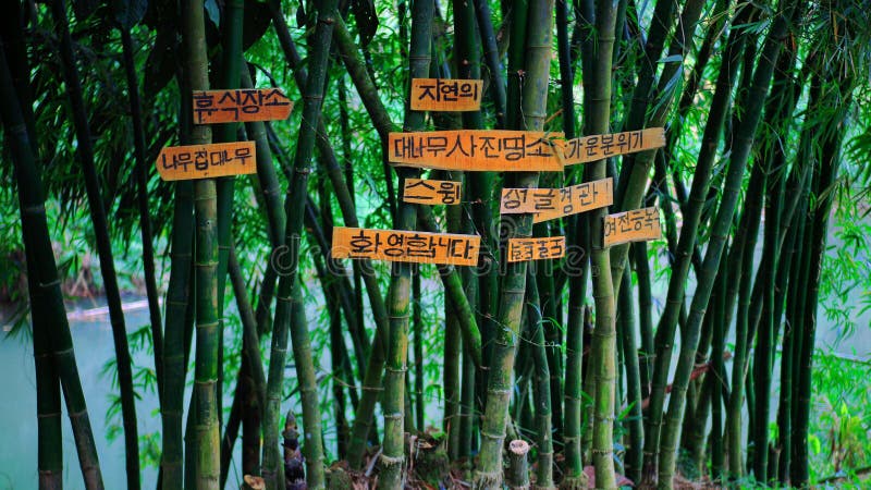 Bamboo Tree with Korean Inscription Stock Photo - Image of korean, tree ...