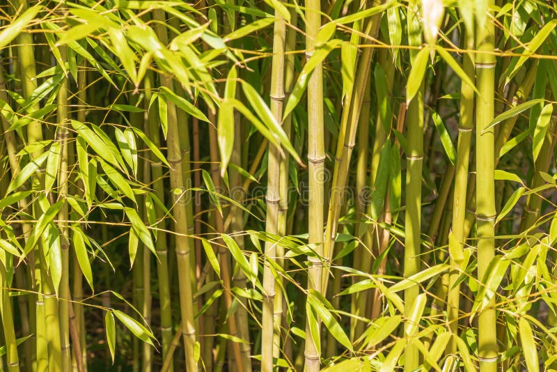 Bamboo Tree Landscape in the Rainforest. Background of Green Trunks and ...