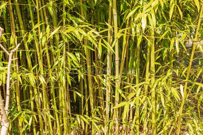 Bamboo Tree Landscape in the Rainforest. Background of Green Trunks and ...