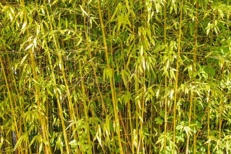 Bamboo Tree Landscape in the Rainforest. Background of Green Trunks and ...